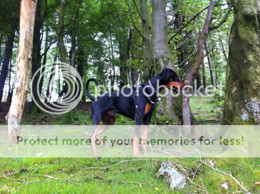 Puppy doberman docking tail age? | Doberman Forum : Doberman Breed Dog ...