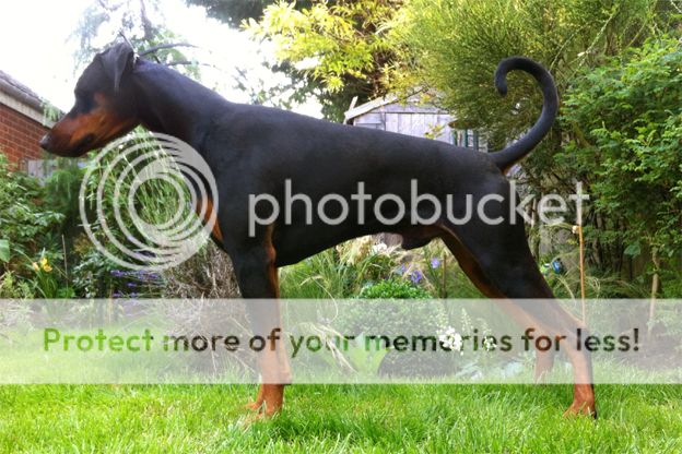 Puppy doberman docking tail age? | Doberman Forum : Doberman Breed Dog ...