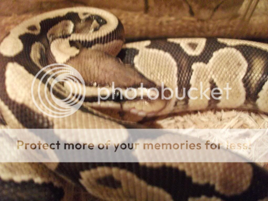 Fire Royal Python - Female - Late 2009 Hatch | Reptile Forums