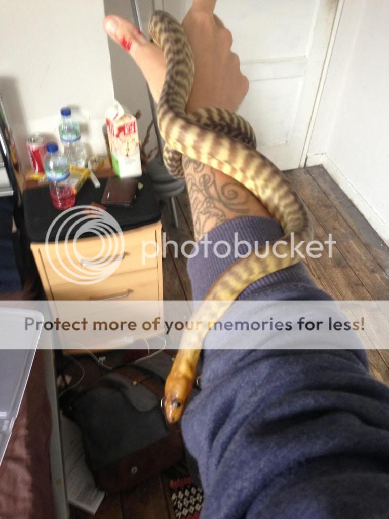 New woma python :D | Reptile Forums